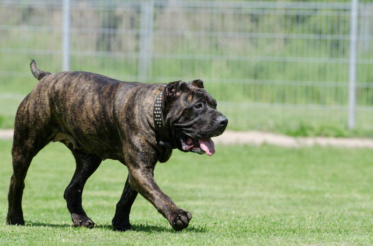RAZAS DE PERROS ESPAÑOLAS PERROS DE MONTAÑA Veterinaria Leon