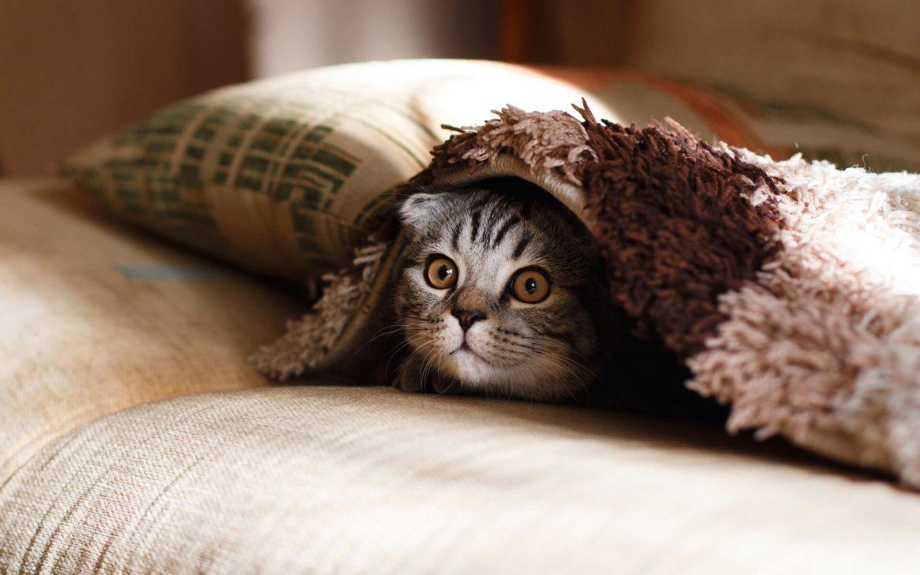 10 Beneficios de tener un gato en casa » Veterinario en Leon
