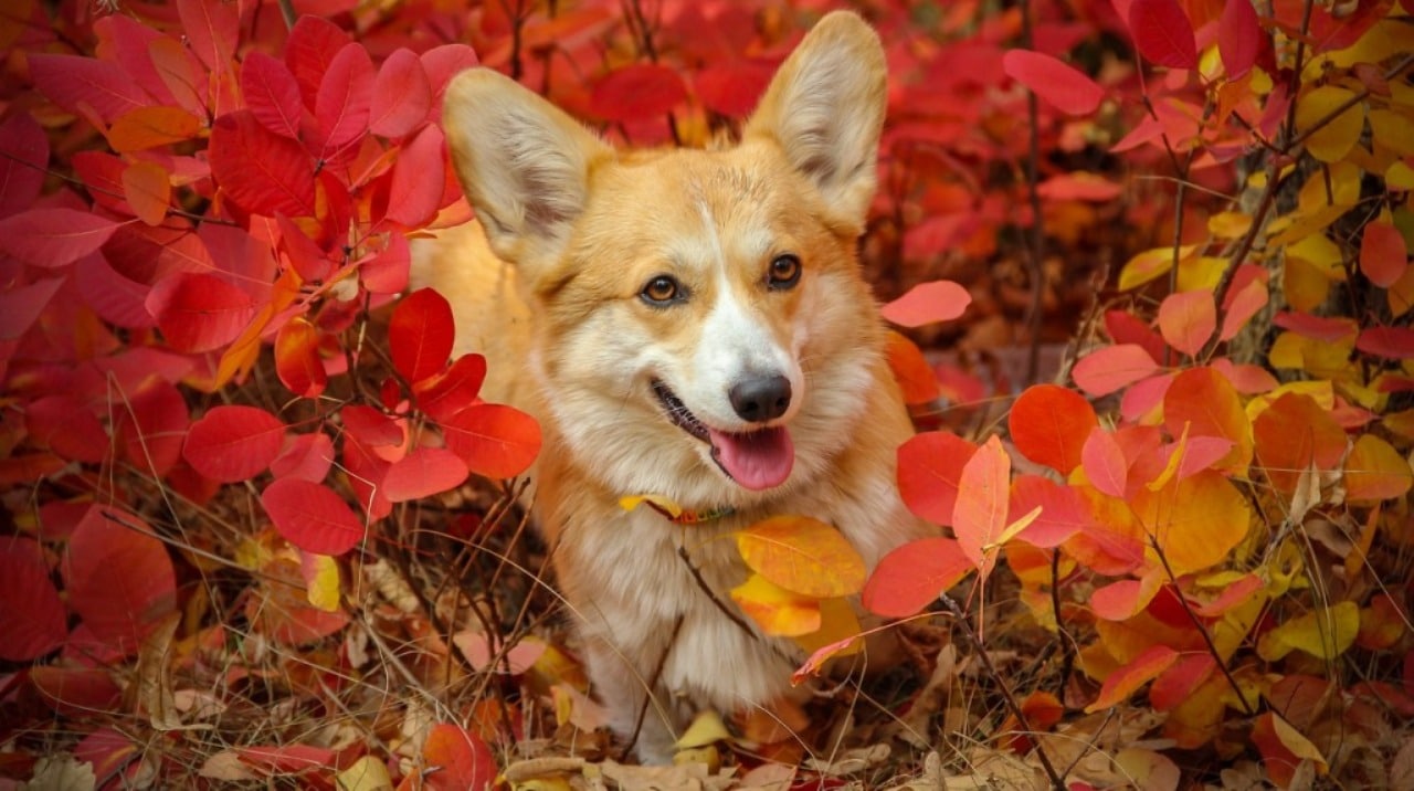 Corgi galés de Pembroke » clínica veterinaria en León